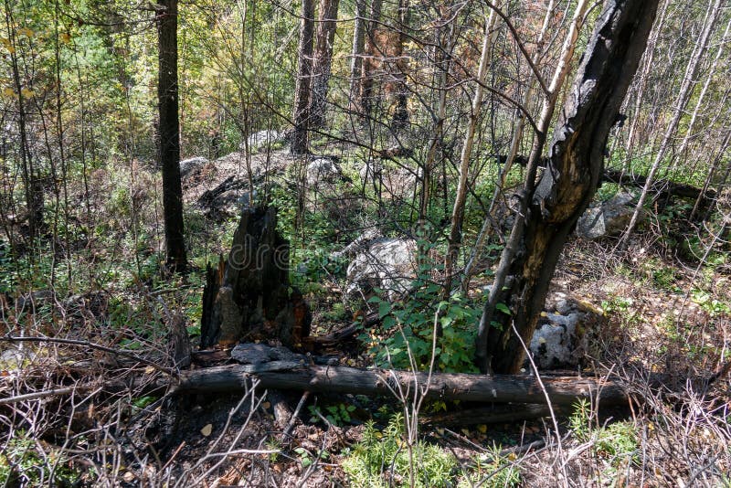 Burnt boreal forests stock image. Image of destruction - 271184755