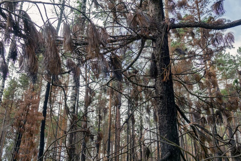 Burnt boreal forests stock image. Image of devastation - 271192389