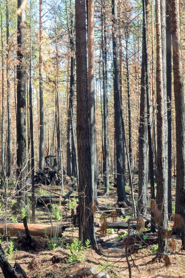 Burnt boreal forests stock photo. Image of dioxide, burnt - 282209674