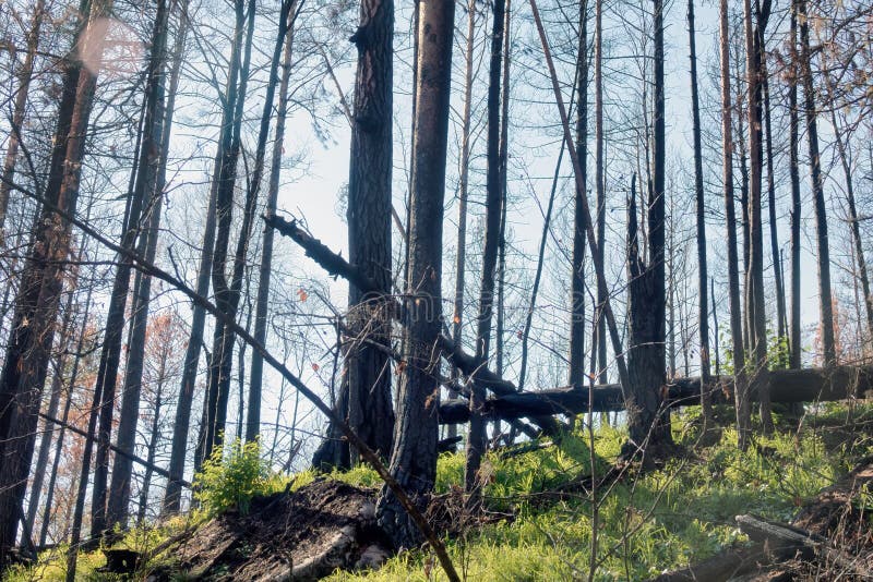 Burnt boreal forests stock photo. Image of hardwood - 297461890