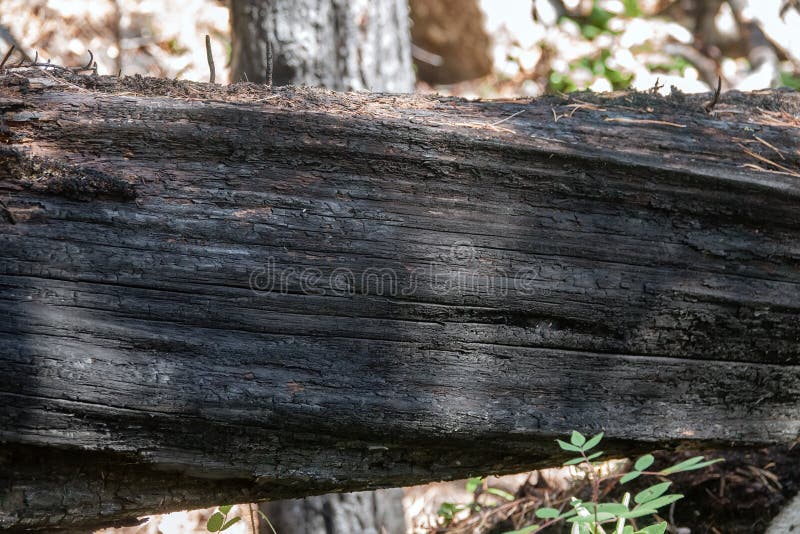 Burnt boreal forests stock image. Image of environment - 271184801