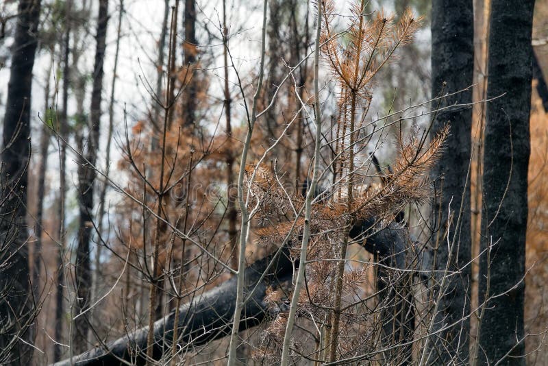 Burnt boreal forests stock image. Image of charred, brushwood - 271192303