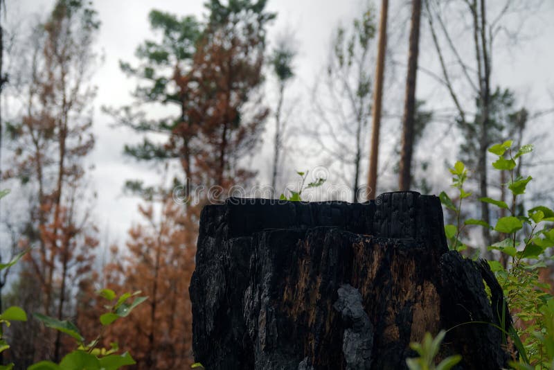 Burnt boreal forests stock image. Image of smokestack - 273696251