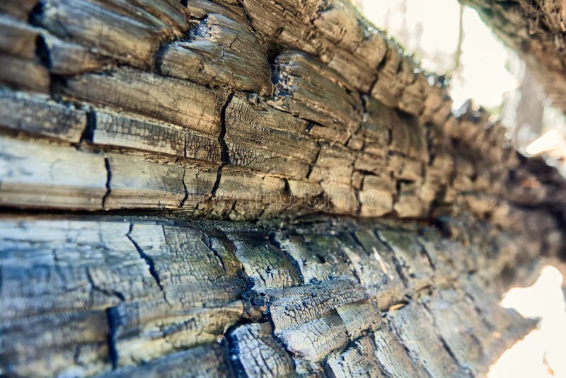 Burnt boreal forests stock photo. Image of deforestation - 275334306