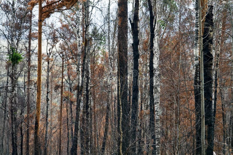 Burnt boreal forests stock photo. Image of wildfire - 282209460