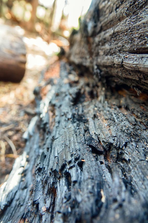 Burnt boreal forests stock photo. Image of wood, destruction - 282209652