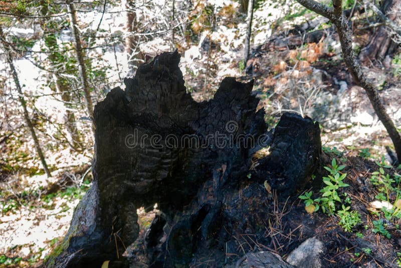 Burnt boreal forests stock photo. Image of fire, creeping - 297461866