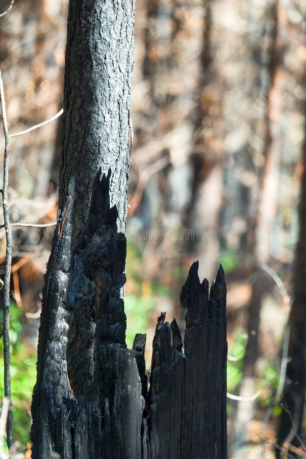 Burnt boreal forests stock photo. Image of lost, fire - 271184838