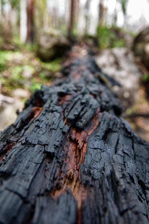 Burnt boreal forests stock photo. Image of brushwood - 271192398