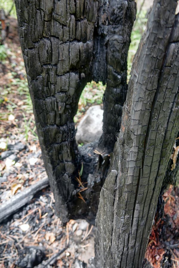 Burnt boreal forests stock photo. Image of lost, ecology - 282209494