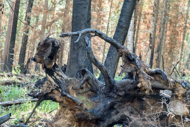 Burnt boreal forests stock image. Image of wildfire - 282209689