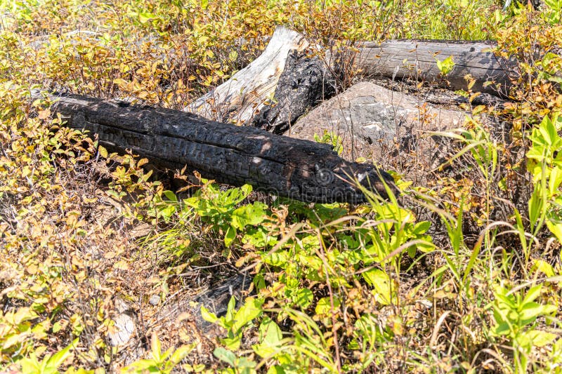 Burnt Branch in Forest after a Forest Fire Wild Fire Stock Image ...