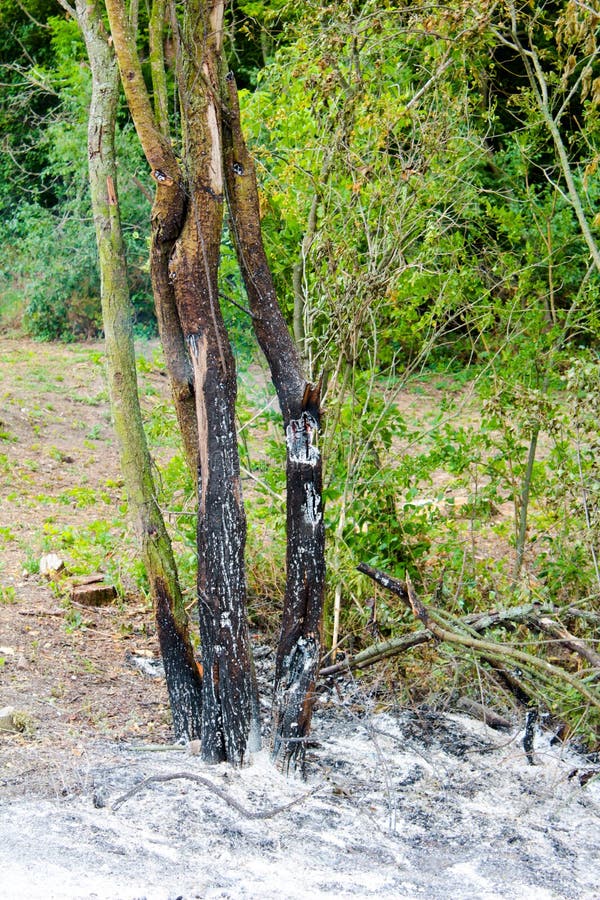 Burnt Brushwood Near Trees in the Park Burnt Tree Branches Stock Photo ...