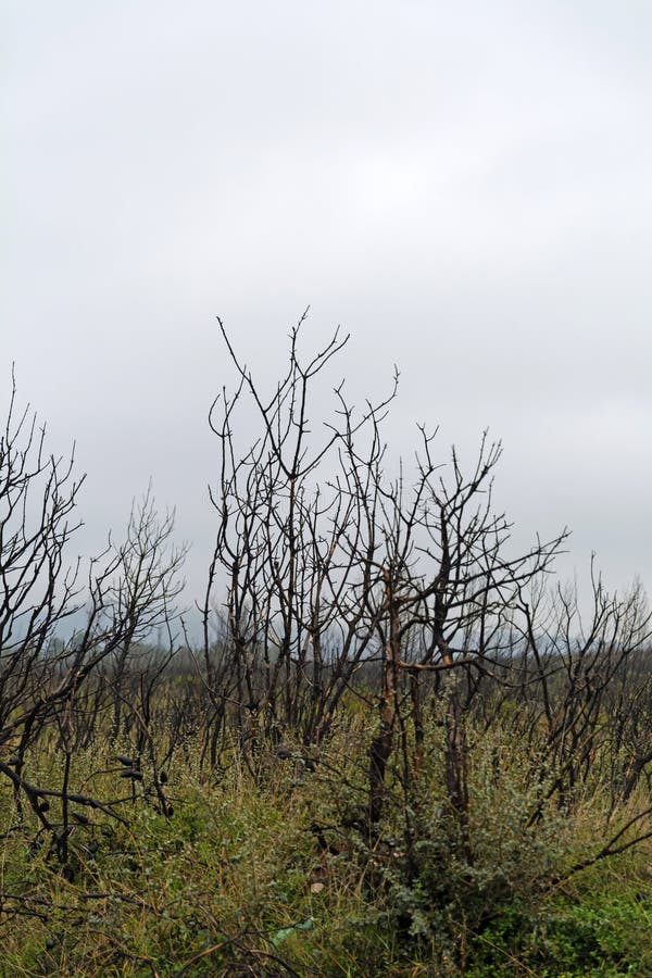 Burnt bushes stock photo. Image of ground, burnt, bush - 88325934