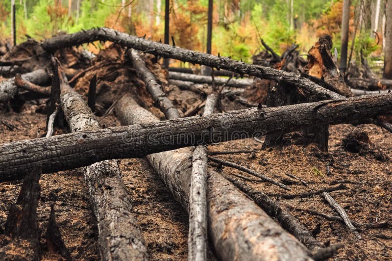 Burnt Charred Fallen Trees after a Forest Fire Stock Photo - Image of ...