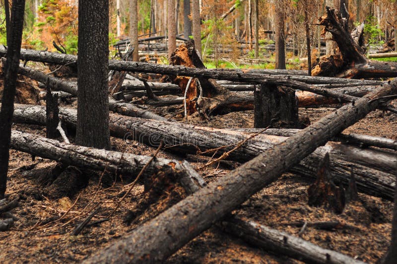 Burnt Charred Fallen Trees after a Forest Fire Stock Image - Image of ...