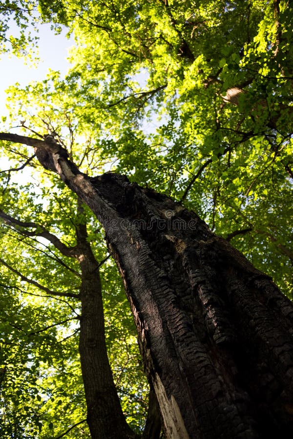 Burnt Charred Tree Growing in the Forest Stock Photo - Image of tree ...