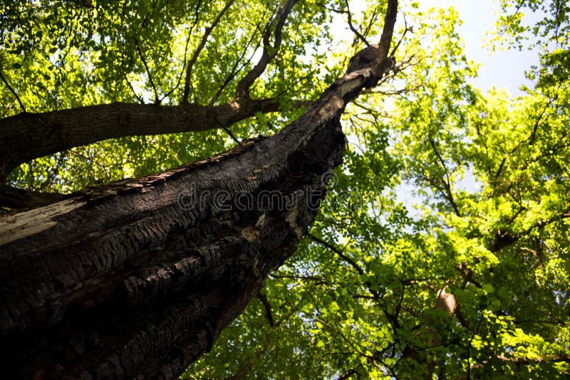 Burnt Charred Tree Growing in the Forest Stock Image - Image of natural ...