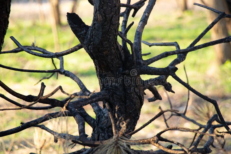 Burnt Conifer in the Forest during the Day in Ukraine Stock Image ...