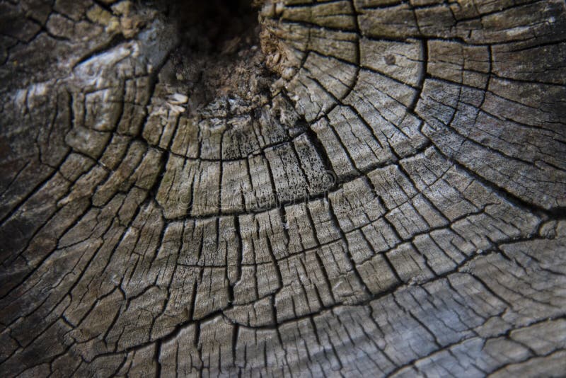 Burnt Cracked Wood in Close-up. Stock Image - Image of trunk, natural ...