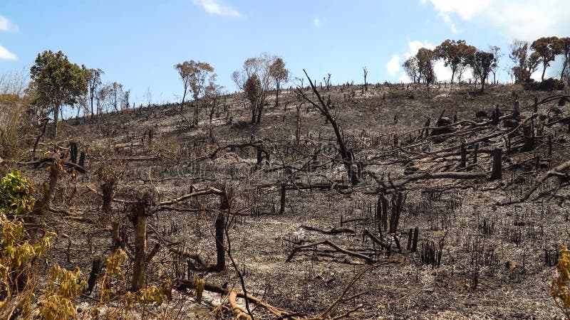 Burnt Earth after a Forest Fire. Stock Video - Video of burnt, black ...