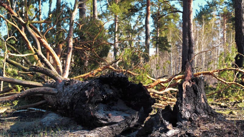 Burnt Fallen Pine Tree Lies in the Forest Stock Footage - Video of ...