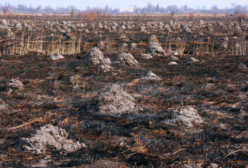 Burnt field stock photo. Image of black, plant, countryside - 19150448