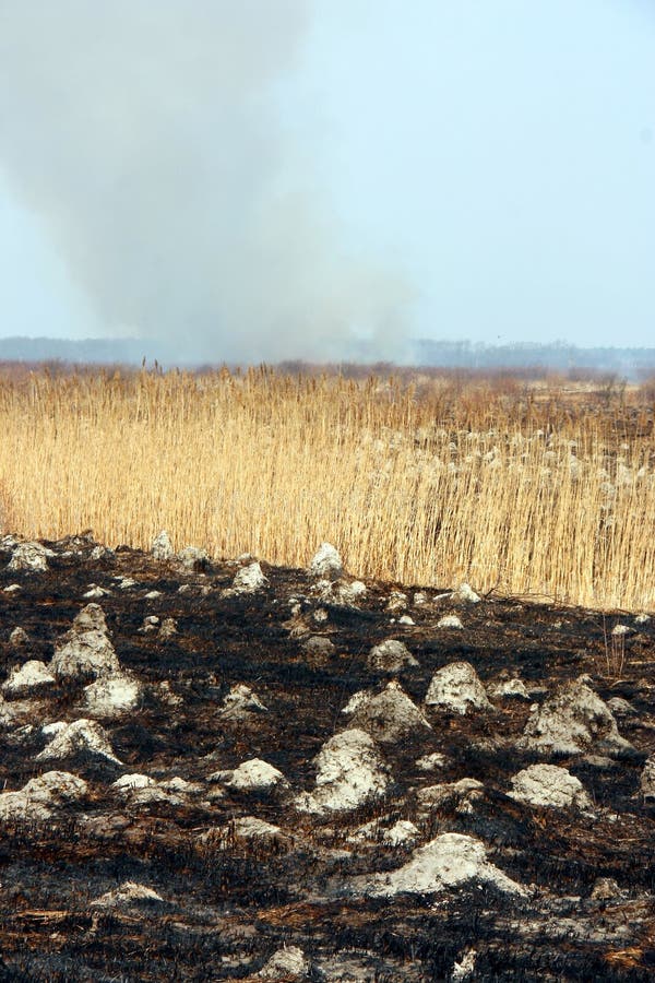 Burnt field stock image. Image of grow, earth, grass - 20277125