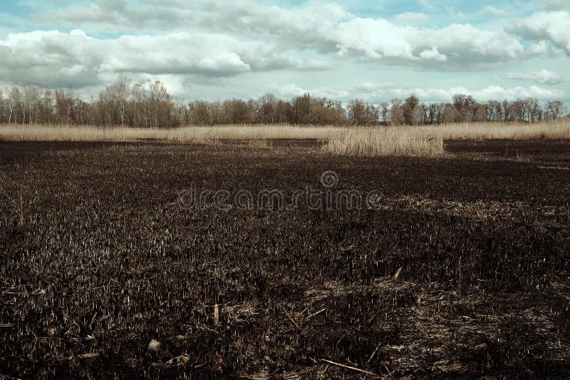 A Burnt Field Blacken after a Bush Fire, the First New Buds Just ...