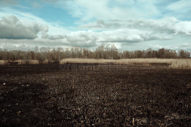 Burnt field stock photo. Image of black, plant, countryside - 19150448