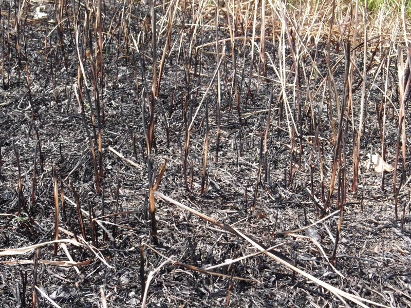Burnt field stock image. Image of nature, stubble, burnt - 58994583