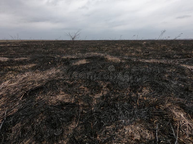 Burnt Field. Place of Environmental Disaster Stock Photo - Image of ...