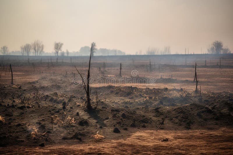 Burnt Out Field of Trees in the Amazon. Generative Ai Stock ...