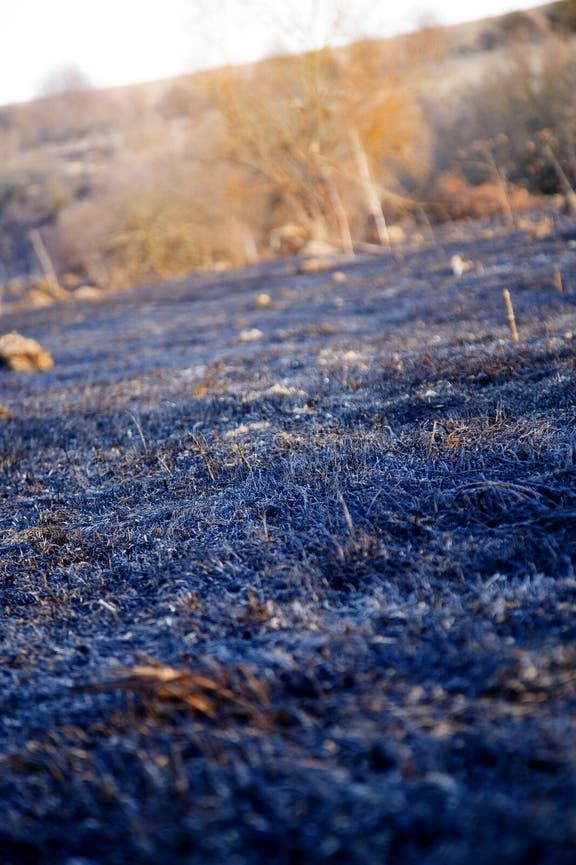 A Burnt Field with Trees during a Wildfire. Burnt Valley after the ...
