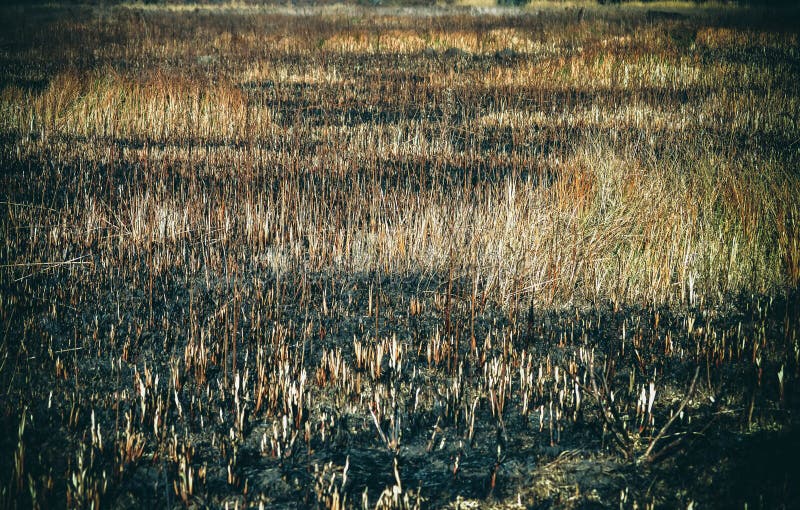 Burnt fields and dry grass stock image. Image of leaves - 65449157