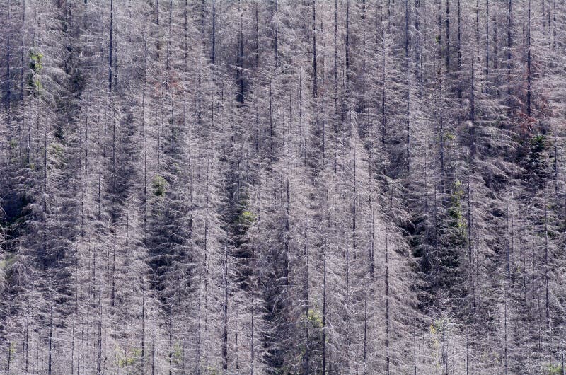 Burnt forest stock photo. Image of environment, damage - 38039480