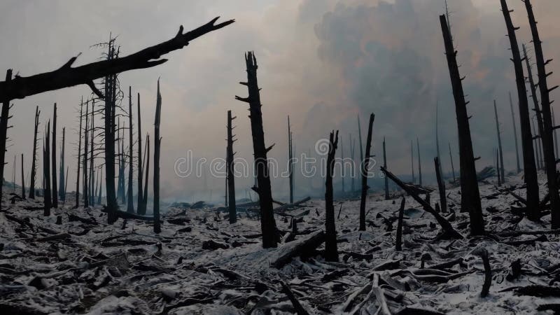 Burnt Forest Aftermath at Dawn, Environmental Devastation Concept Stock ...