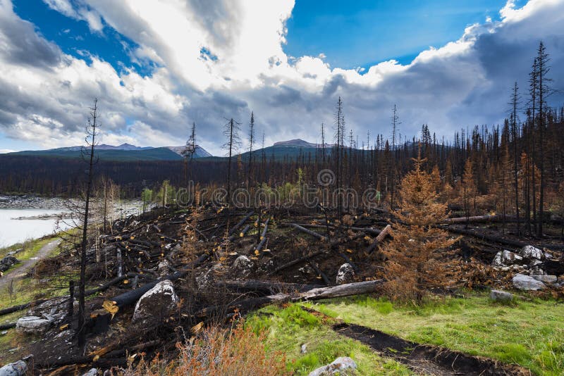 Burnt Forest stock photo. Image of nature, aftermath - 63667462