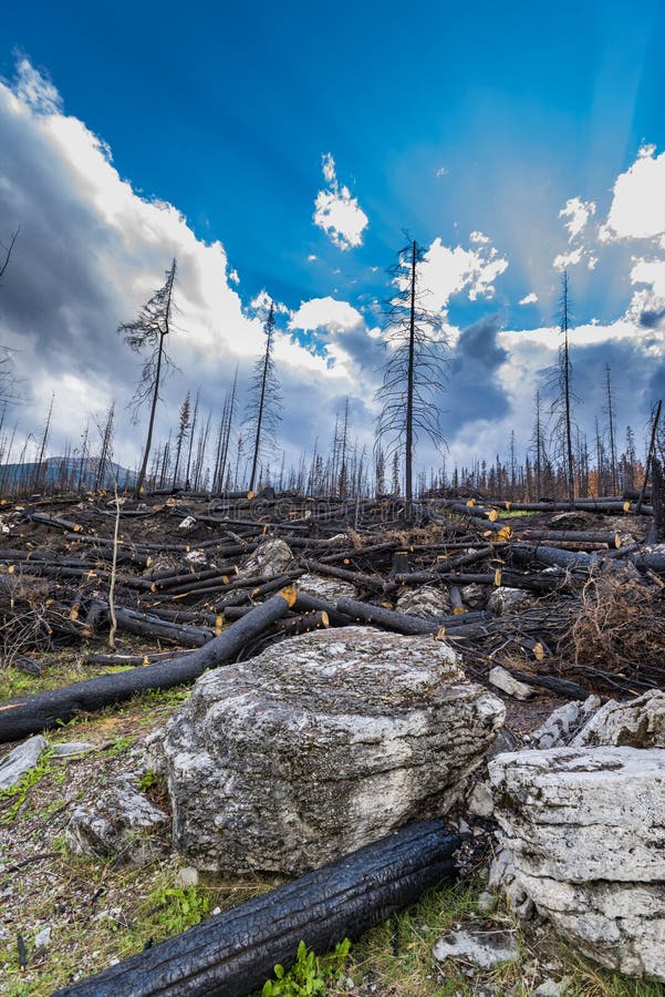 Burnt Forest stock photo. Image of destruction, forest - 63668574