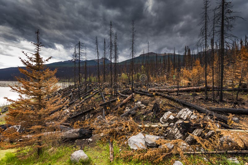 Burnt forest stock photo. Image of damaged, white, coniferous - 36000294