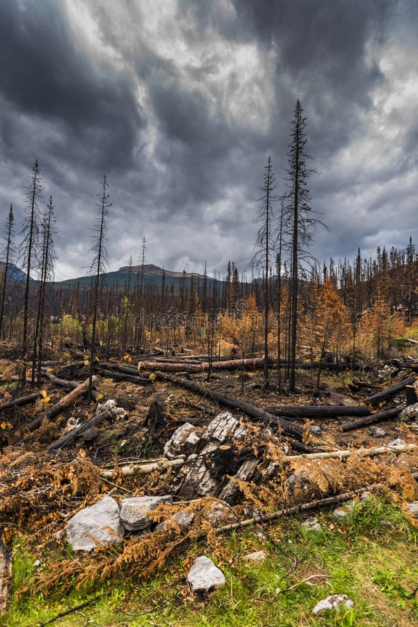 Burnt Forest stock photo. Image of nature, aftermath - 63667462