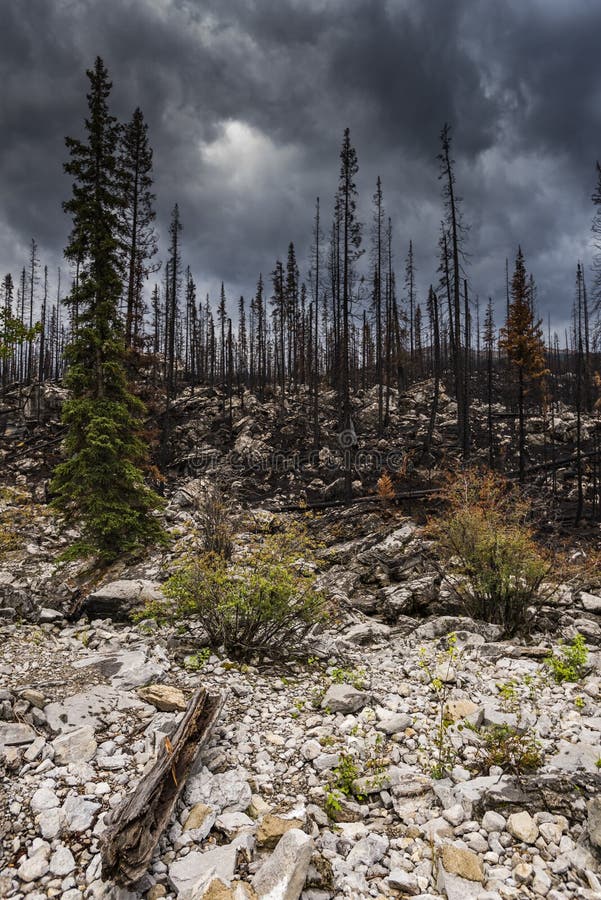 Burnt Forest stock photo. Image of nature, aftermath - 63667462