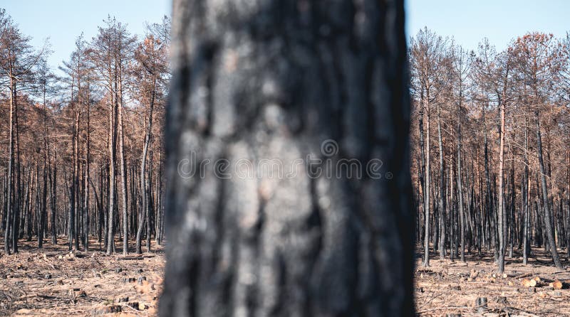 Burnt Forest with Blurred Isolated Tree Trunk in the Foreground Stock ...