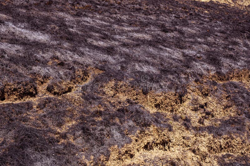 Burnt Forest Floor Undergrowth with Grass and Ash Stock Photo - Image ...