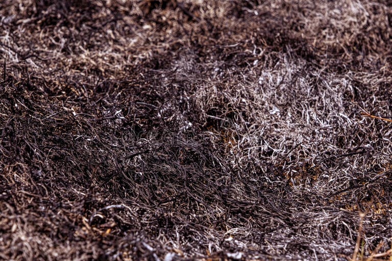 Burnt Forest Floor Undergrowth with Grass and Ash Stock Image - Image ...