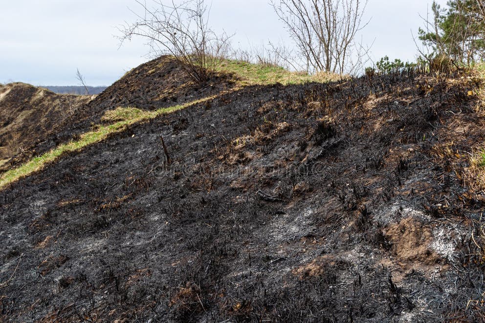 Burnt Forest Floor Undergrowth with Grass and Ash, Forest Fire. Burning ...