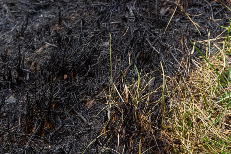 Burnt Forest Floor Undergrowth with Grass and Ash, Forest Fire. Burning ...