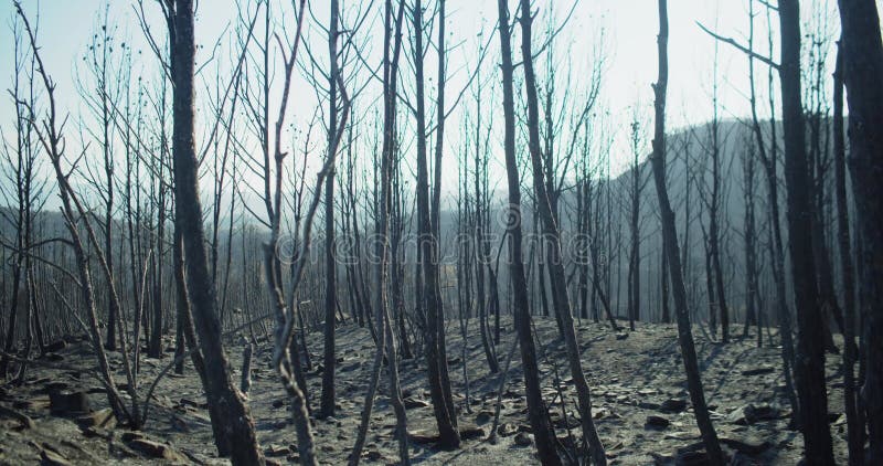 Burnt Forest after a Forest Fire in Spain. Environmental Disaster ...