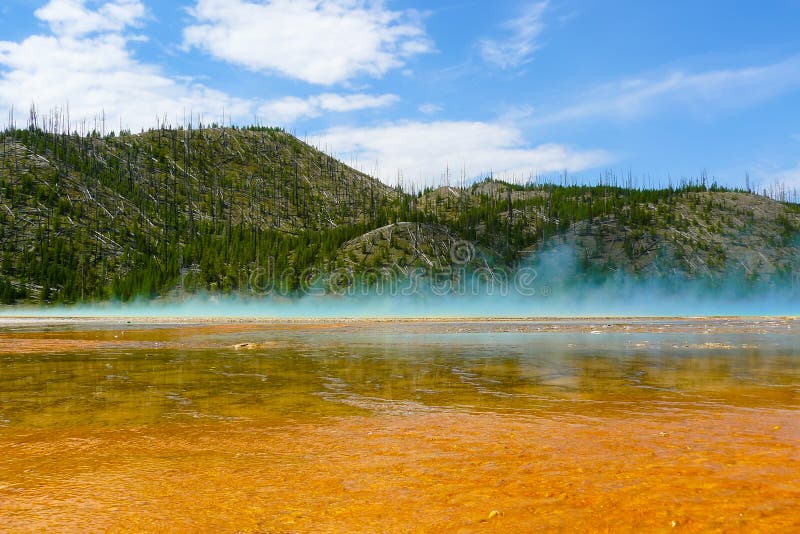 Burnt Forest at Grand Prismatic Spring Yellowstone Stock Image - Image ...