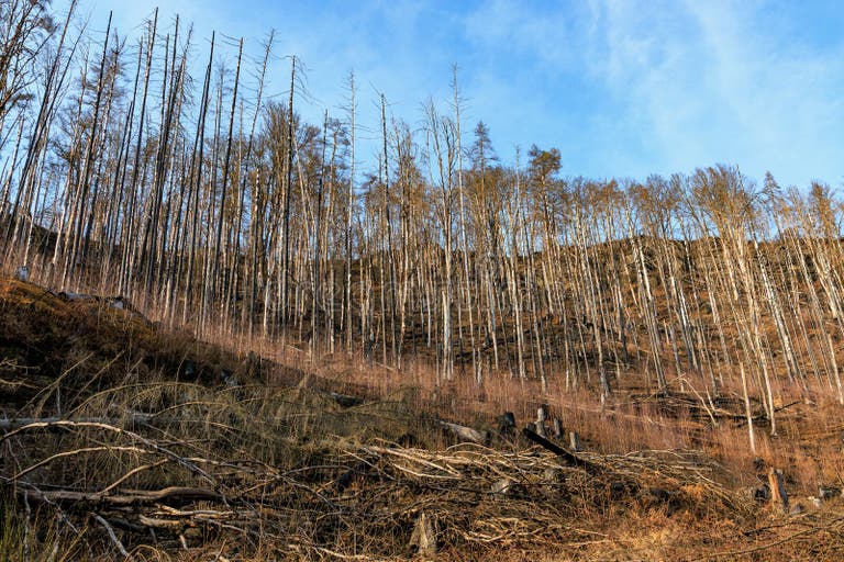 Burnt Forest Landscape with Bare Trees Under Blue Sky Stock Photo ...
